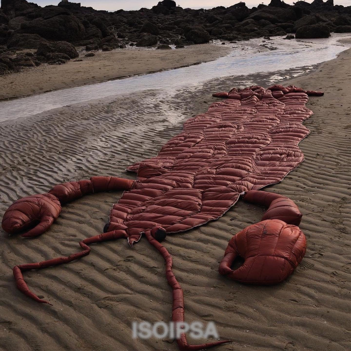 Padded Lobster – isoipsa